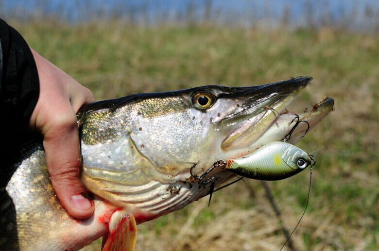 Il Luccio - Entriamo nel mondo del pesce killer più spietato - Pesca Facile
