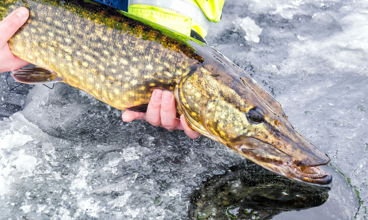 Il Luccio - Entriamo nel mondo del pesce killer più spietato - Pesca Facile