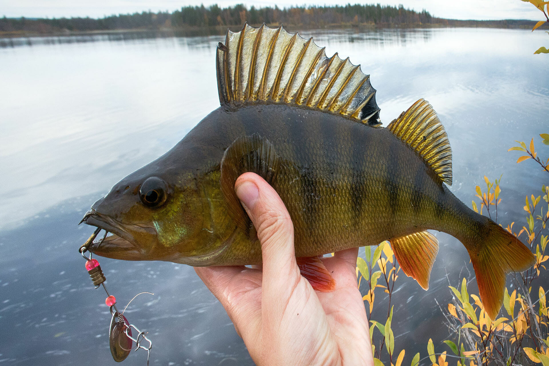 Il persico reale - Scopriamo chi è e come si pesca il persico - Pesca ...