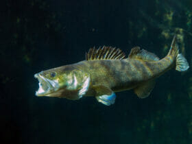 Il Luccio - Entriamo nel mondo del pesce killer più spietato - Pesca Facile