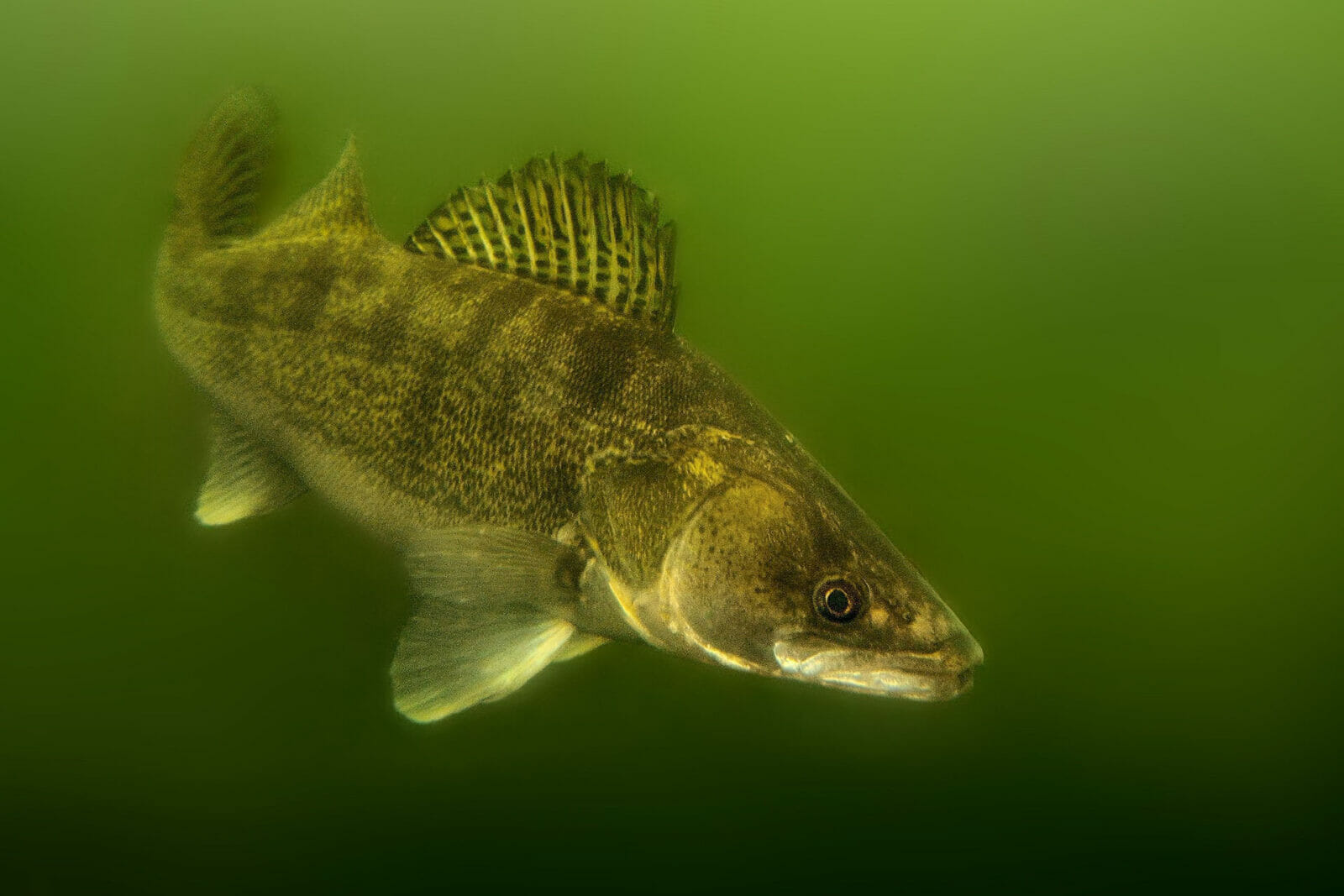 Il lucioperca - Tecniche, habitat, esche, trucchi per catturarlo ...