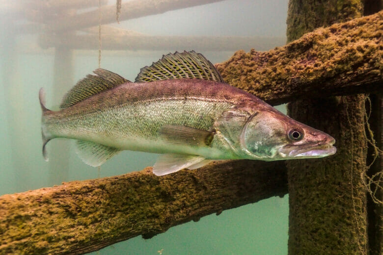 Il lucioperca - Tecniche, habitat, esche, trucchi per catturarlo ...