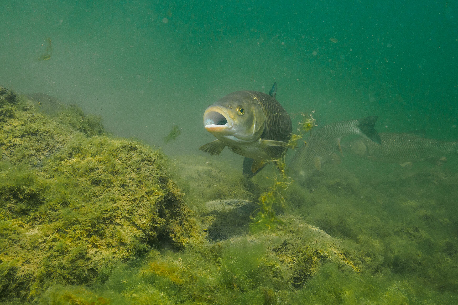 Il cavedano - Un pesce sempre presente nelle nostre acque - Pesca Facile