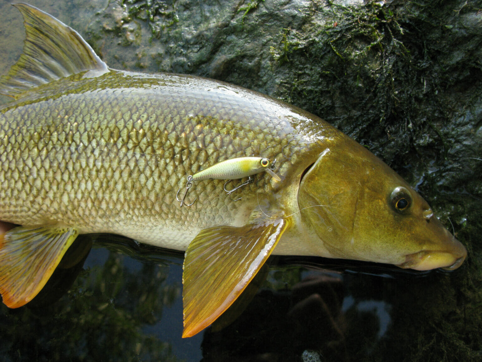 Il barbo - Tecniche, esche, curiosità su questo ciprinide - Pesca Facile