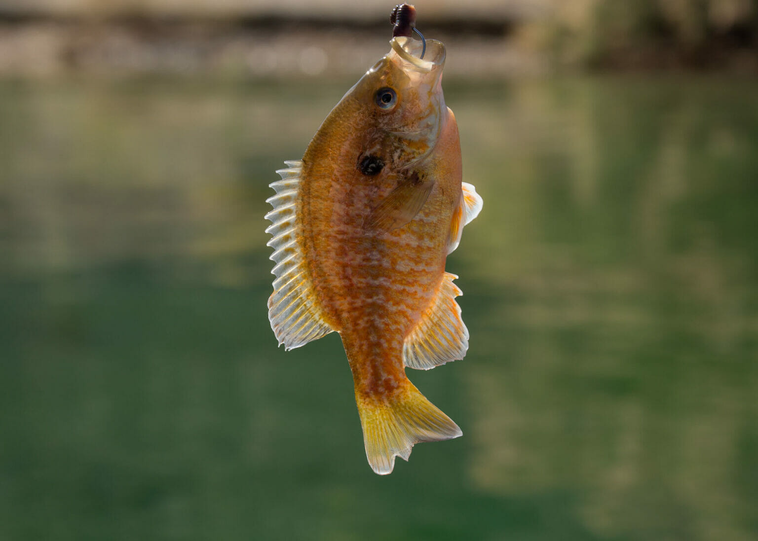 Il persico sole - Scopriamo questo strano pesce colorato - Pesca Facile