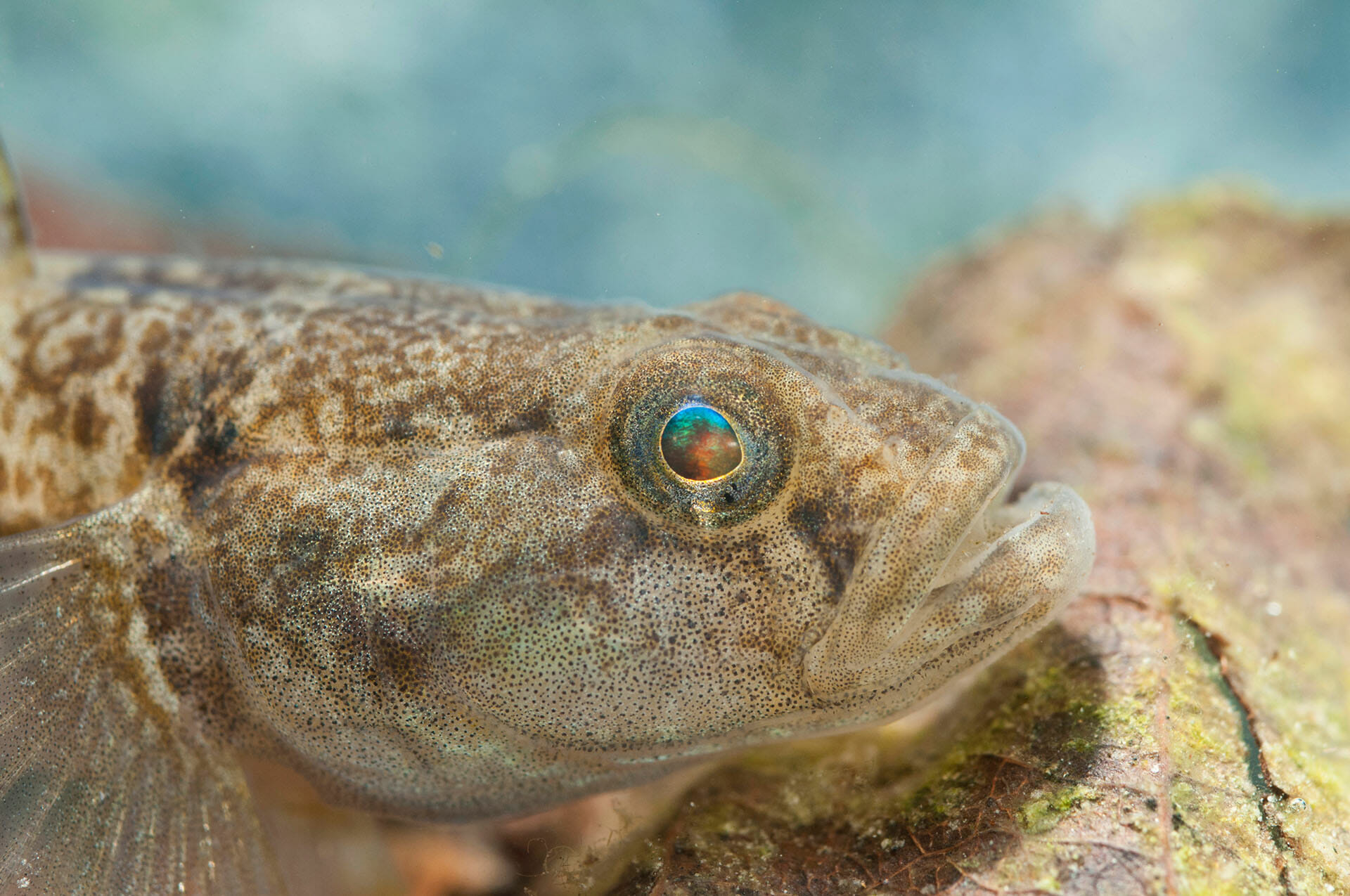 Il ghiozzo - Scopriamo chi è questo piccolo pesce di fondo - Pesca Facile