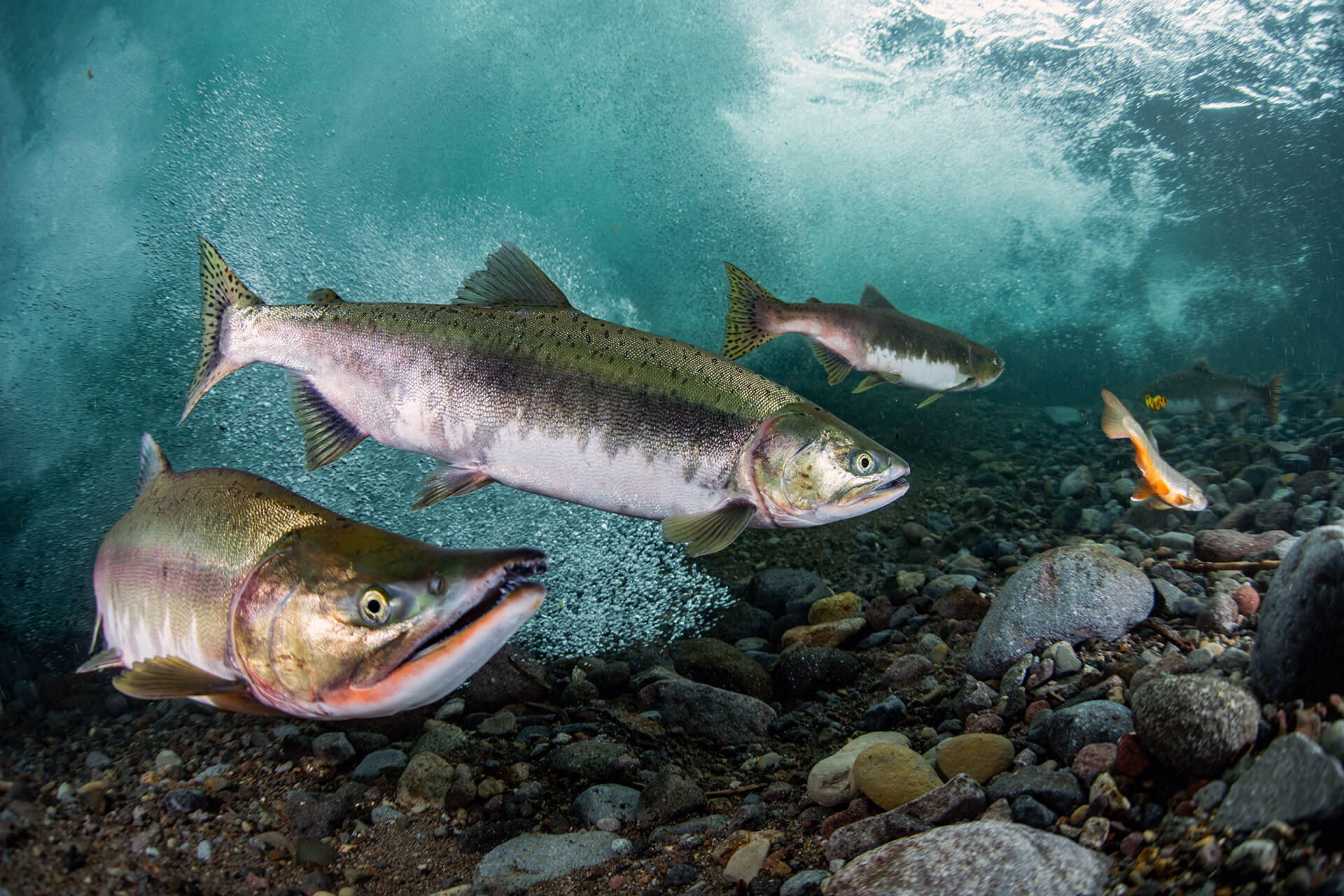 Il Salmone - Uno tra i pesci più ambiti di tutti i tempi - Pesca Facile