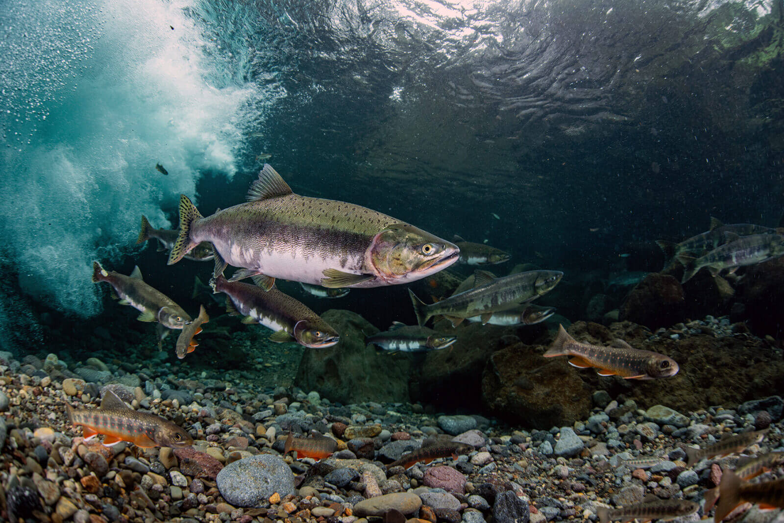 Il Salmone - Uno tra i pesci più ambiti di tutti i tempi - Pesca Facile