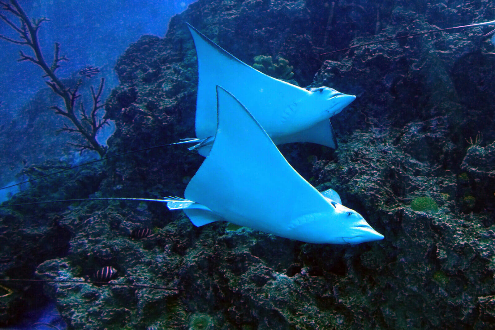 Pastinaca - Pesca Facile