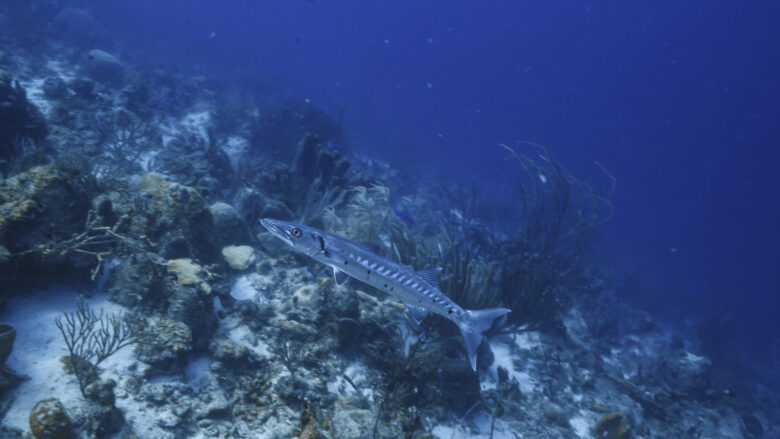 Barracuda - Uno tra i pesci più ambiti di tutti i tempi - Pesca Facile
