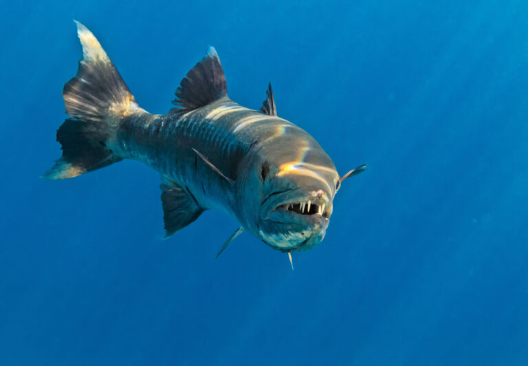 Barracuda - Uno tra i pesci più ambiti di tutti i tempi - Pesca Facile
