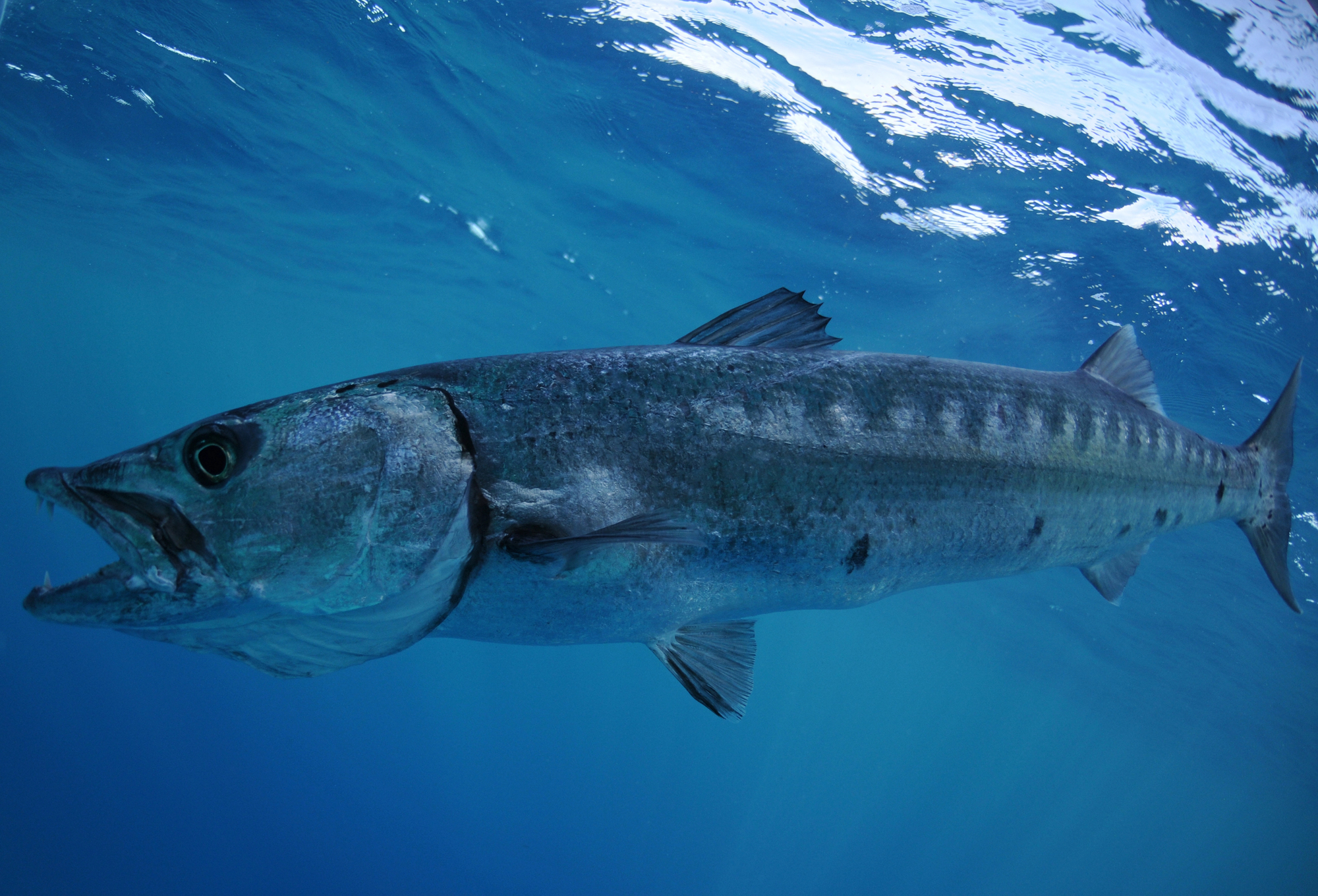 Barracuda - Uno tra i pesci più ambiti di tutti i tempi - Pesca Facile