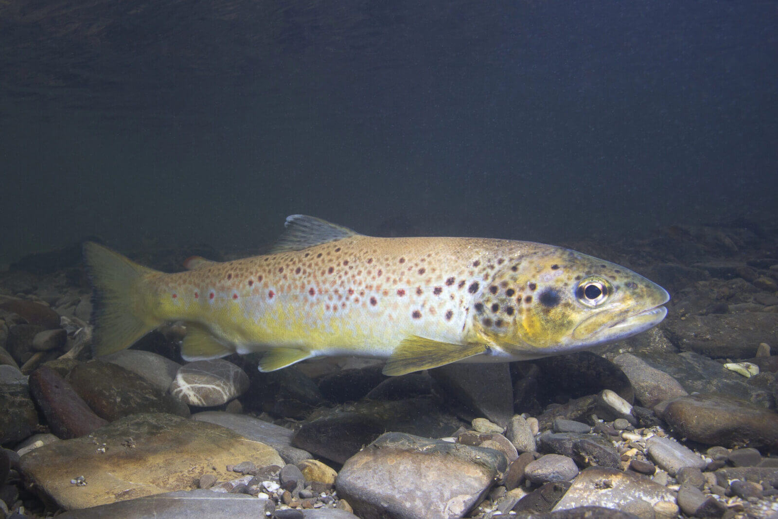 Trota Fario - Uno tra i pesci più ambiti di tutti i tempi - Pesca Facile