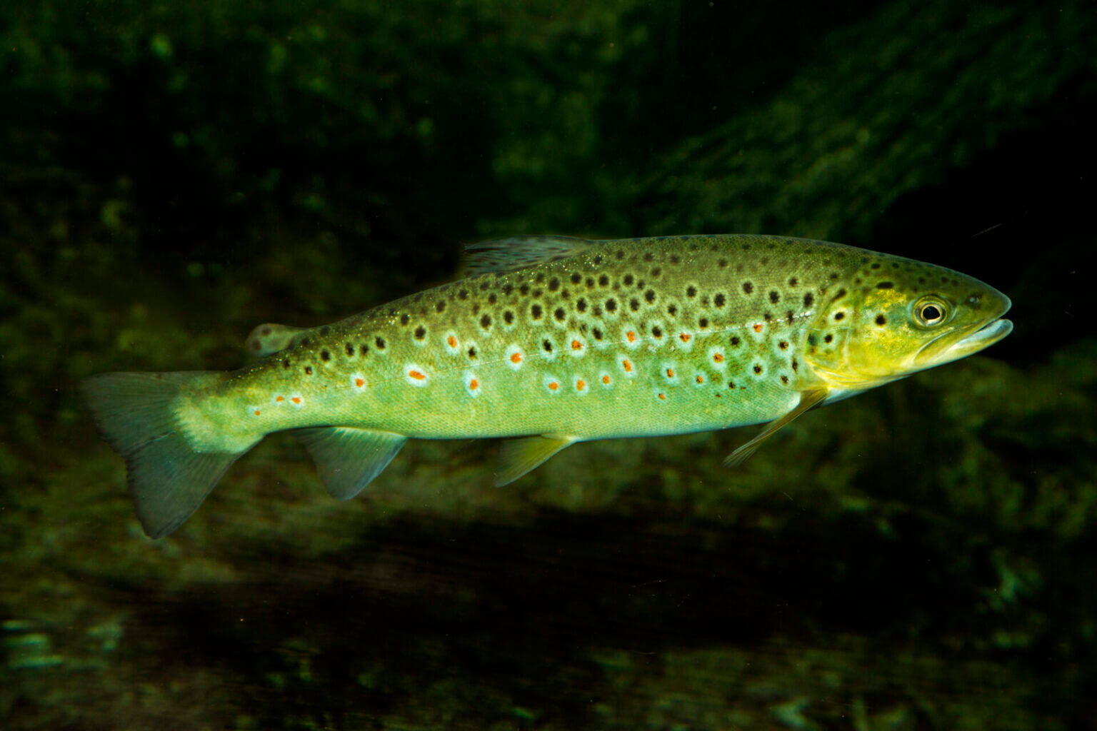Trota Fario - Uno tra i pesci più ambiti di tutti i tempi - Pesca Facile