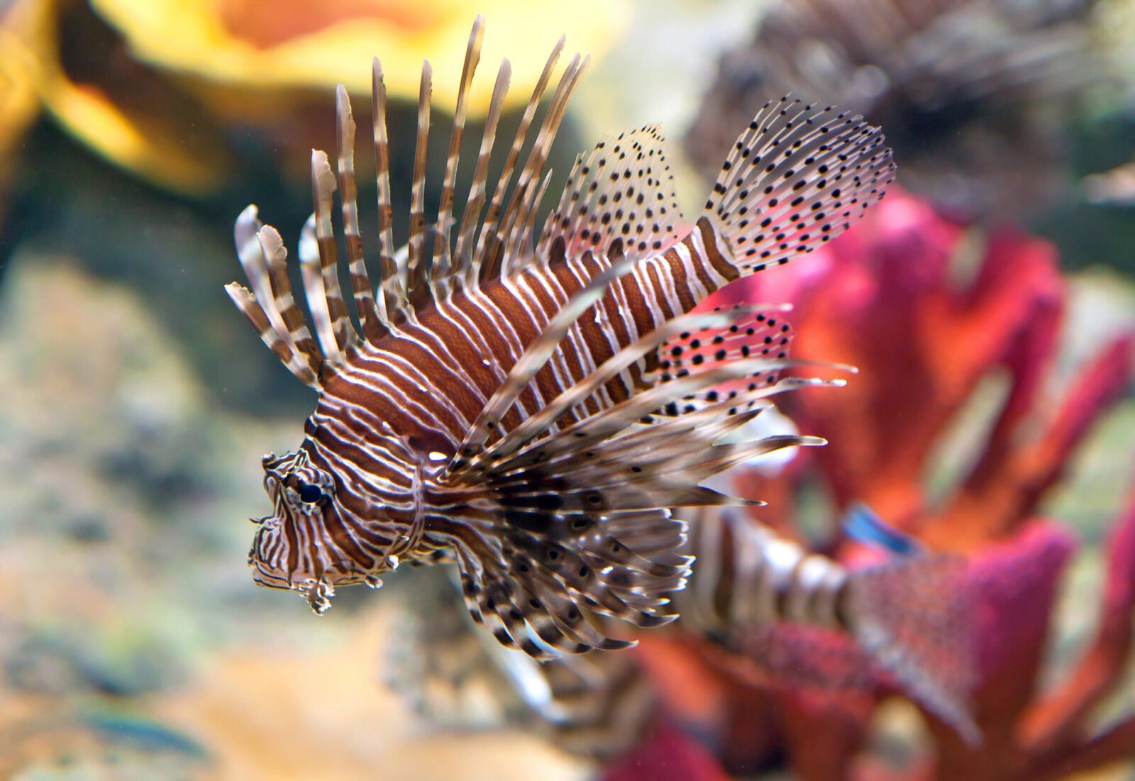 Pesce Scorpione - il predatore dai colori vivaci - Pesca Facile