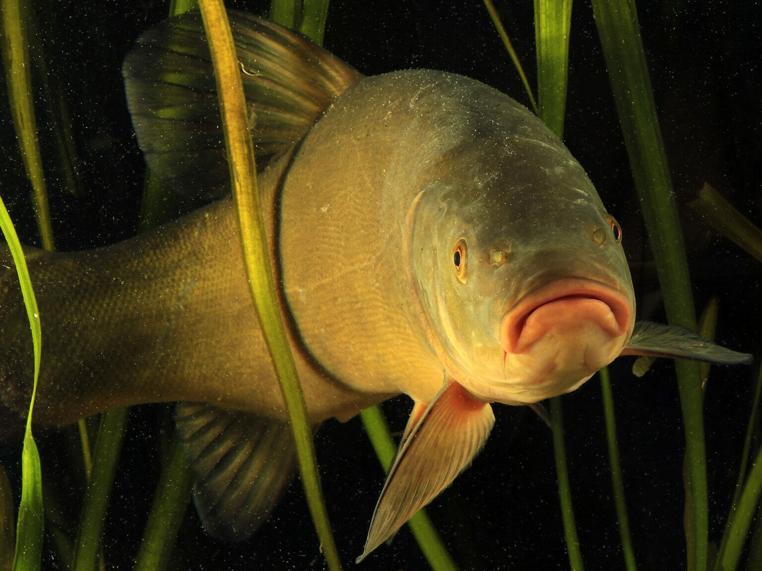 La tinca - La pesca alla tinca, tecniche, habitat, montature ed esche