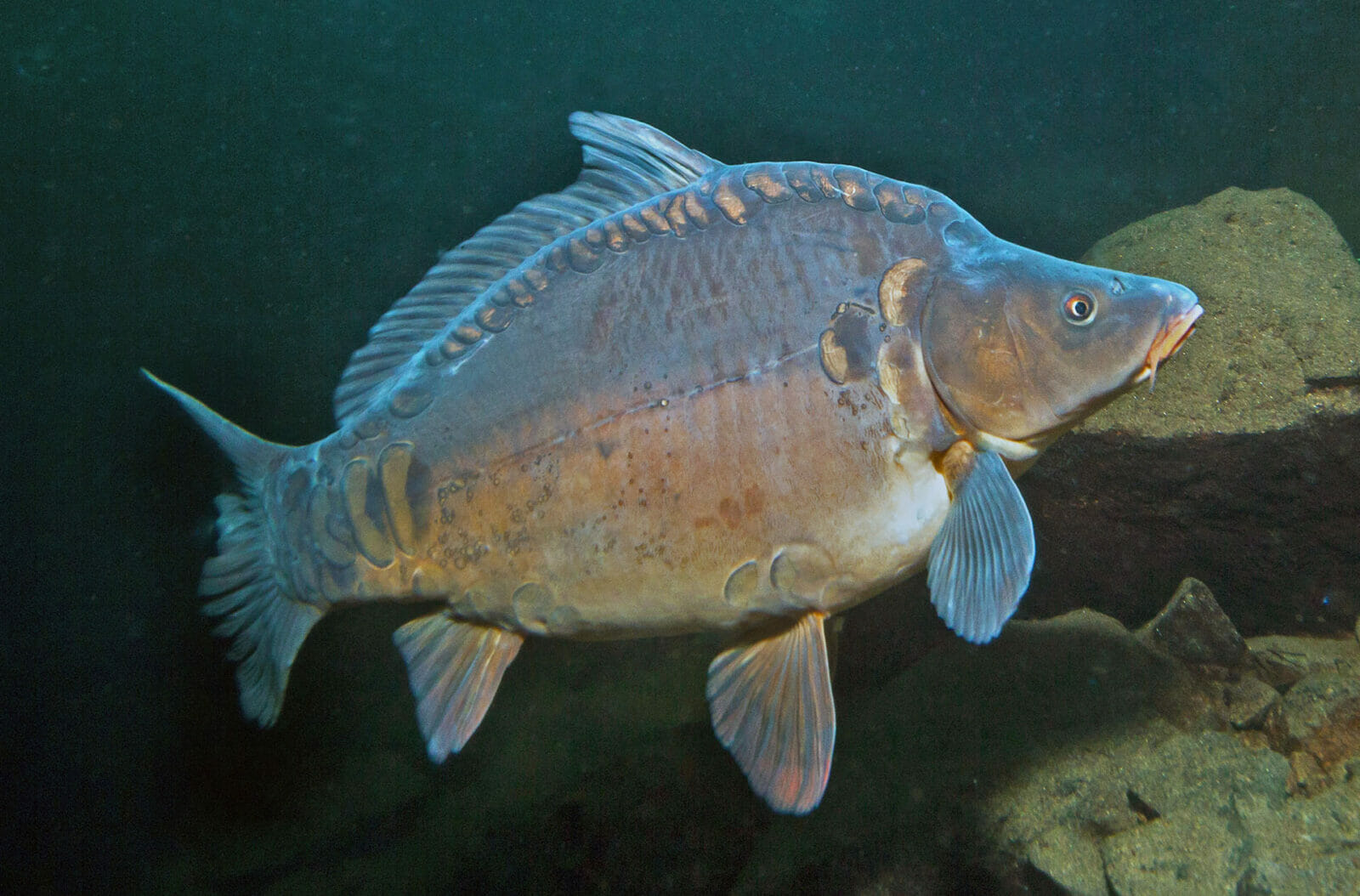 Pesca della carpa in laghetto - Scopri le migliori tecniche - Pesca Facile