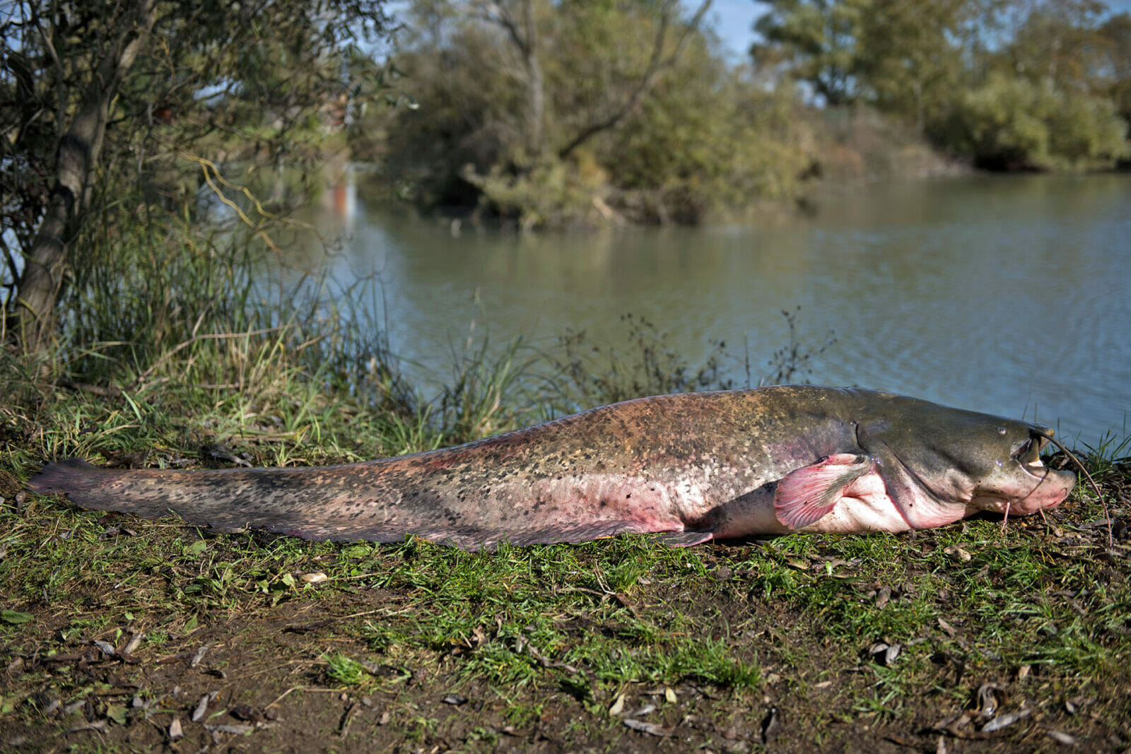 Il pesce siluro - il "mostro" che tutti cercano - come pescarlo - Pesca ...