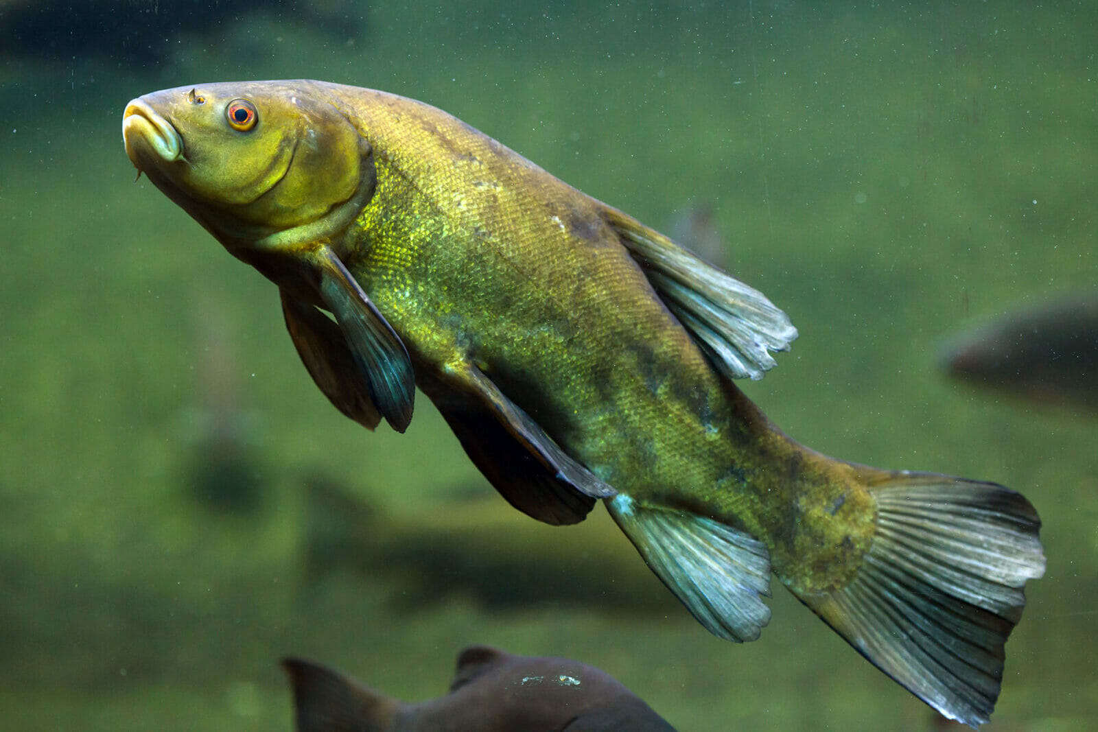 La tinca - La pesca alla tinca, tecniche, habitat, montature ed esche